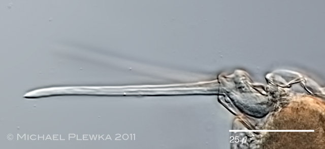 Rotifer Fauna of Germany and Neighbouring Countries: Dicranophorus ...