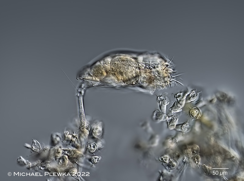 Rotifer Fauna of Germany and Neighbouring Countries: Euchlanis deflexa ...