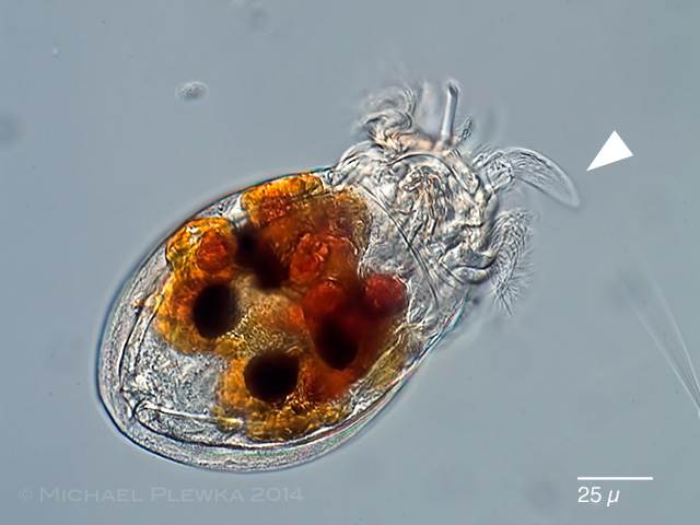 The Rotifers (Rotatoria) of Germany and Neighbouring Countries ...