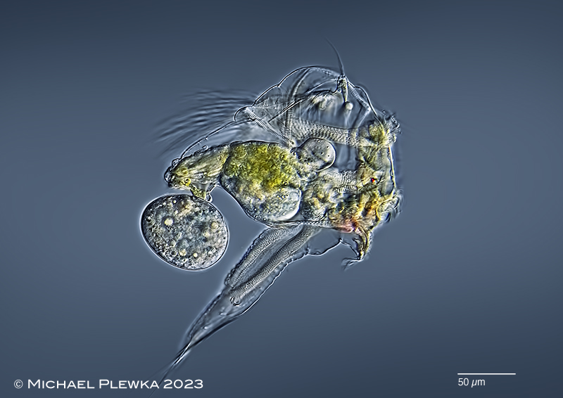 Rotifers of Germany and adjoining countries: Hexarthra mira Hudson ...