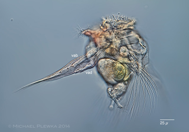 Rotifers of Germany and adjoining countries: Hexarthra mira Hudson 1871 ...