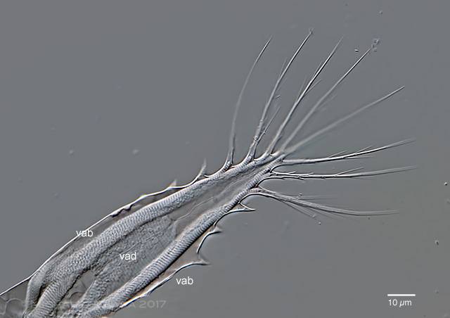 Rotifers of Germany and adjoining countries: Hexarthra mira Hudson 1871 ...
