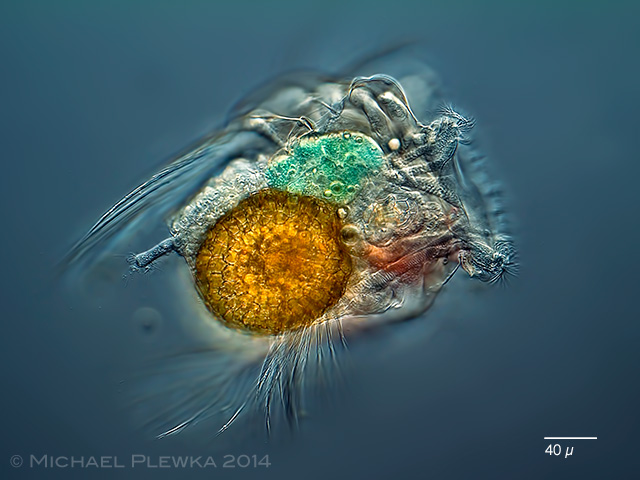 Rotifers of Germany and adjoining countries: Hexarthra mira Hudson 1871 ...