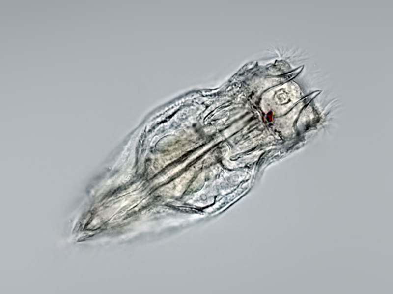 Rotifers of Germany and neighbouring countries: Mytilina mucronata var ...