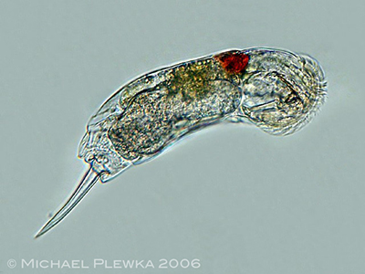 The Rotifers (Rotatoria) of Germany and neighbouring countries ...
