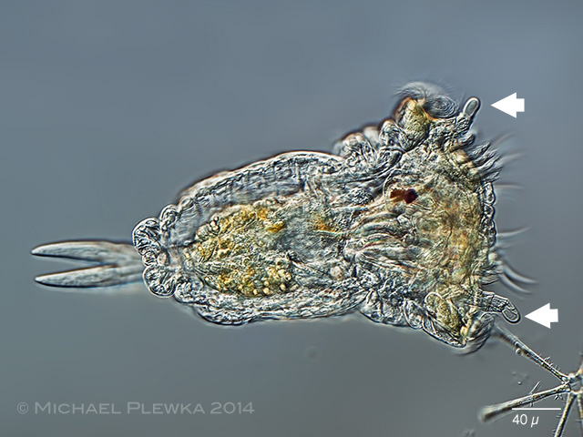 Rotifers of Germany and adjoining countries: Ploesoma hudsoni Imhof ...