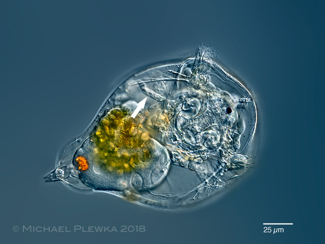 Rotifers of Germany and adjoining countries: Synchaeta pectinata ...