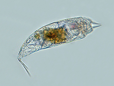 The Rotifers (Rotatoria) of Germany and neighbouring countries ...