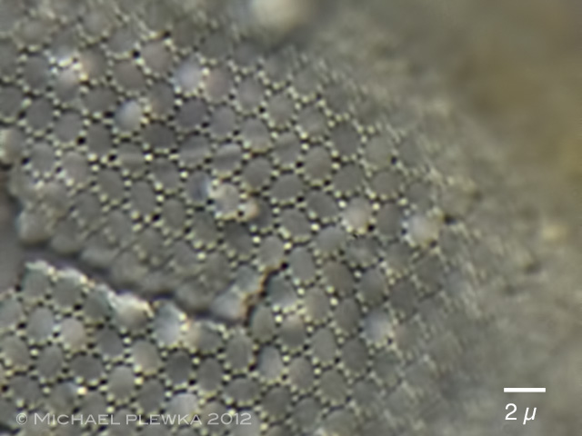 Freshwater and other micro-organisms from Germany: Cyphoderia ampulla ...